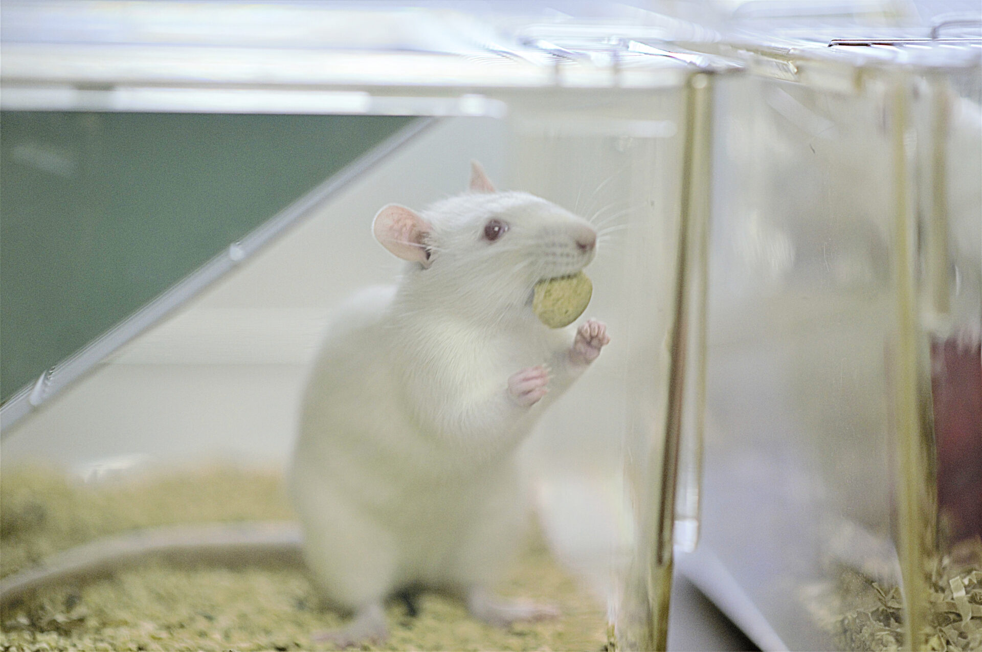 Animal Husbandry - Chulabhorn Research Institute
